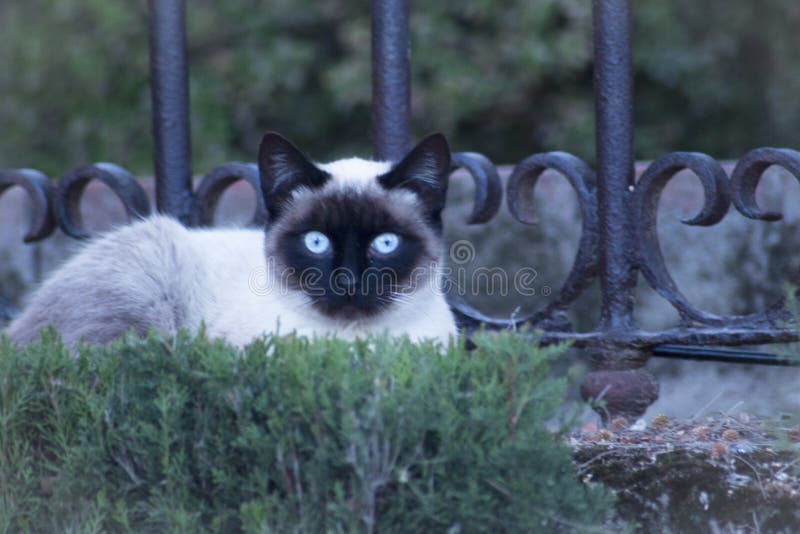 Siamese Cat with Blue Eyes Lying on the Street Stock Photo - Image of ...