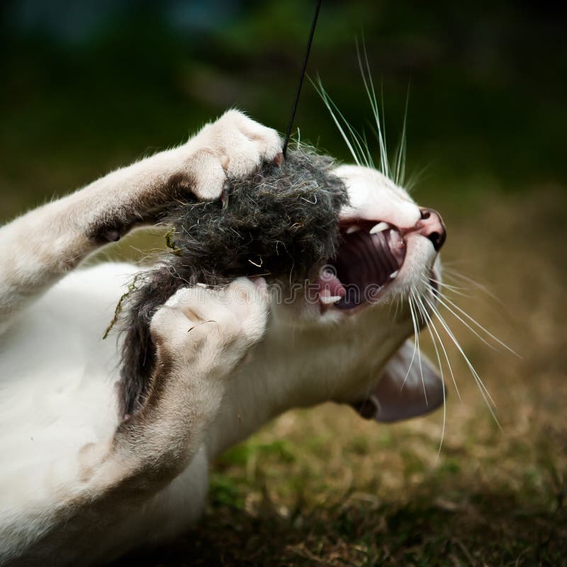 Cat Catching Mouse Stock Photos - Download 174 Royalty Free Photos