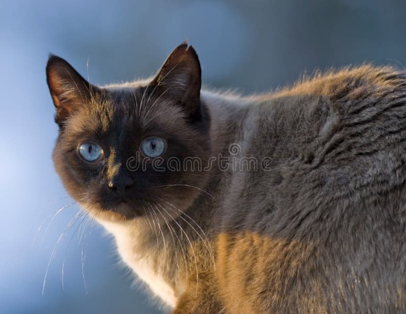 Siamese Cat, Chocolate Point Stock Photo - Image of people, outdoors ...