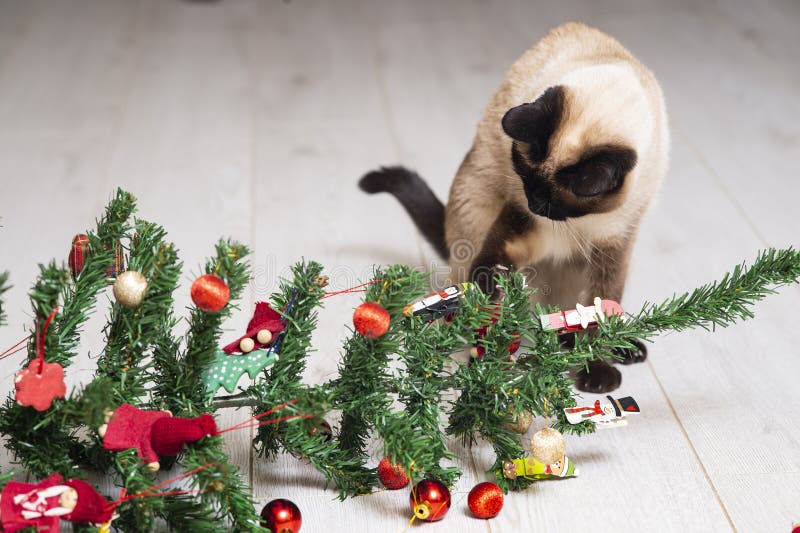 Siamese Cat and Christmas Tree Stock Image - Image of domestic ...