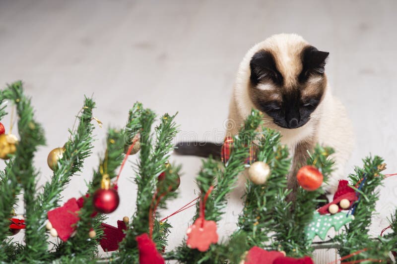 Siamese Cat and Christmas Tree Stock Photo - Image of adorable, white ...