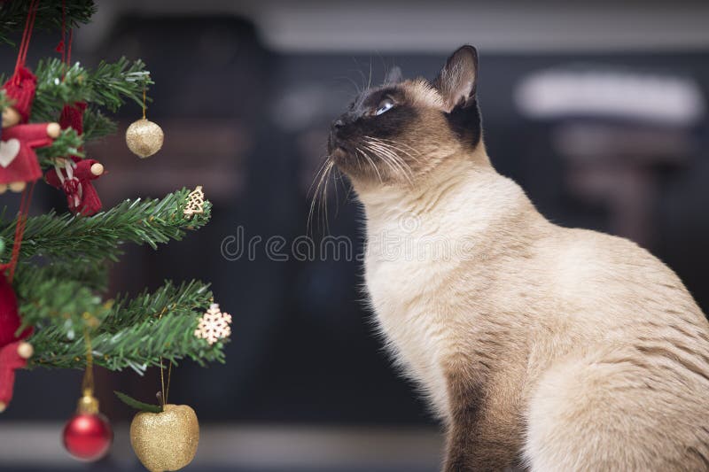 Siamese Cat and Christmas Tree Stock Photo - Image of celebration ...