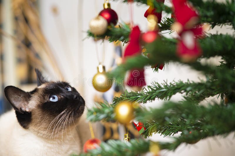 Siamese Cat and Christmas Tree Stock Photo - Image of beautiful ...