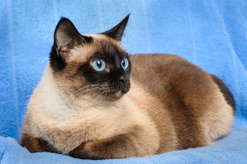 15,363 Siamese Cat Stock Photos - Free & Royalty-Free Stock Photos from ...