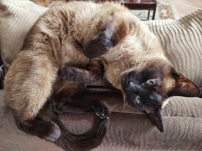 Siamese cat on the couch stock image. Image of gato - 338589479