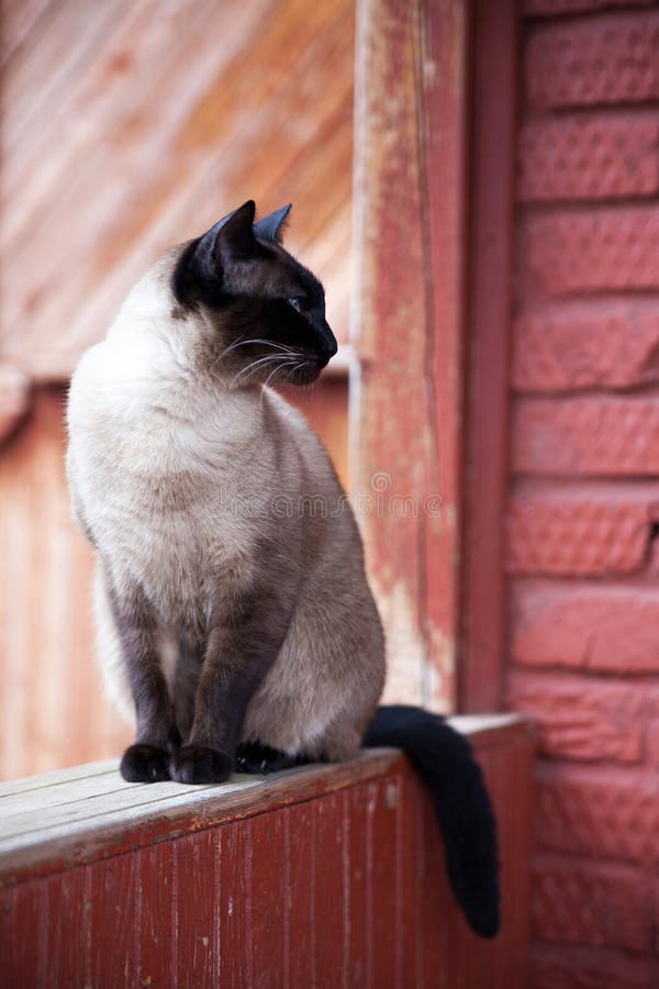 Siamese Cat at Country House Stock Image - Image of street, wildlife ...