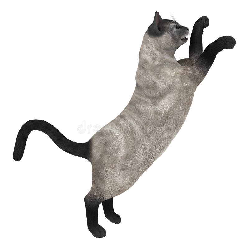 Siamese Cat Stock Illustrations – 5,539 Siamese Cat Stock Illustrations ... Siamese Cat Stock Illustrations – 5,539 Siamese Cat Stock Illustrations ...