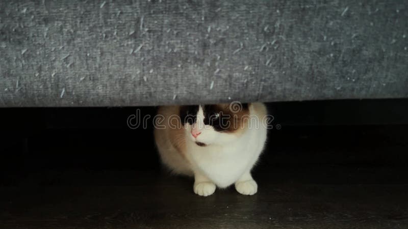 Siamese Cat with Deep Blue Eyes Afraid of Something and Hiding Under ...