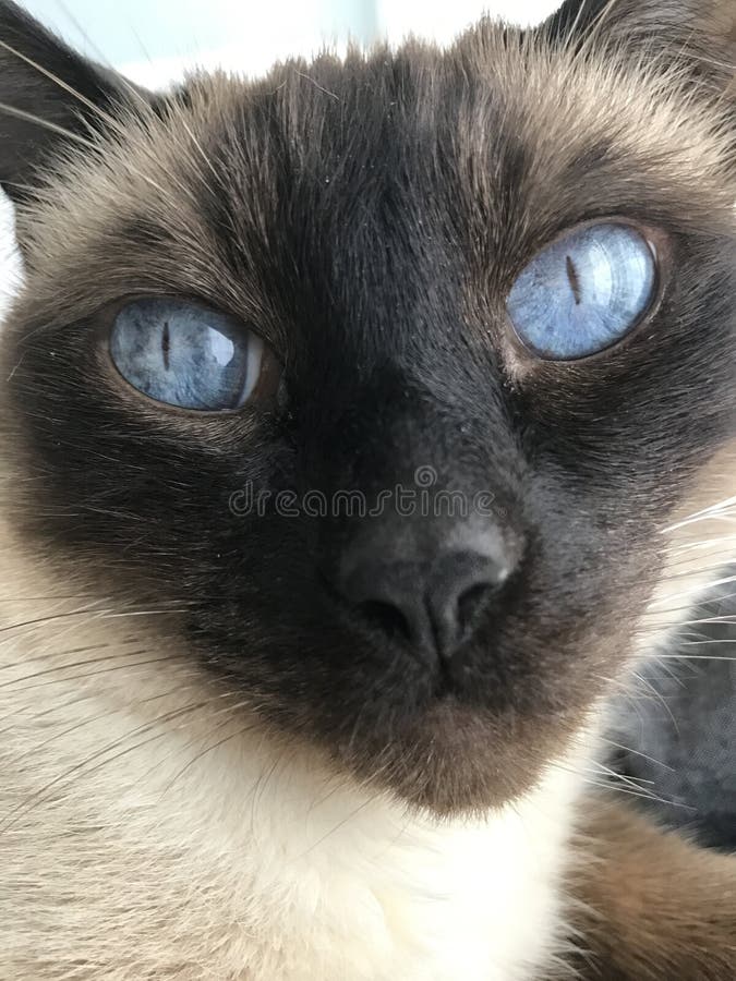 Siamese cat face stock photo. Image of eyes, kitty, ears - 8526856