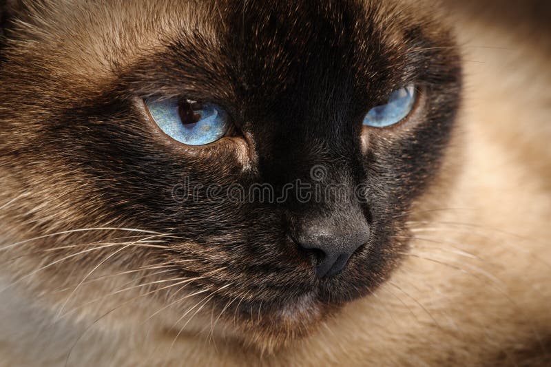 One Siamese Cat Eye Macro Closeup Stock Image - Image of animal ...