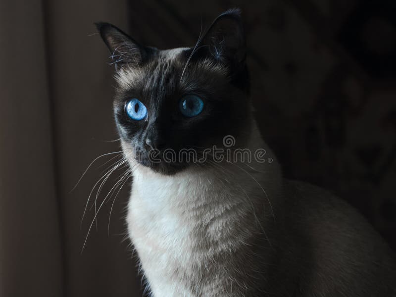 Siamese Cat Female in a Shadow Area Stock Photo - Image of felidae ...