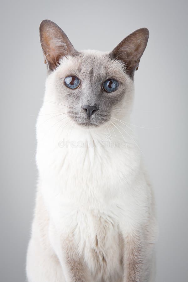 Siamese cat stock photo. Image of portrait, breed, stare - 9703032