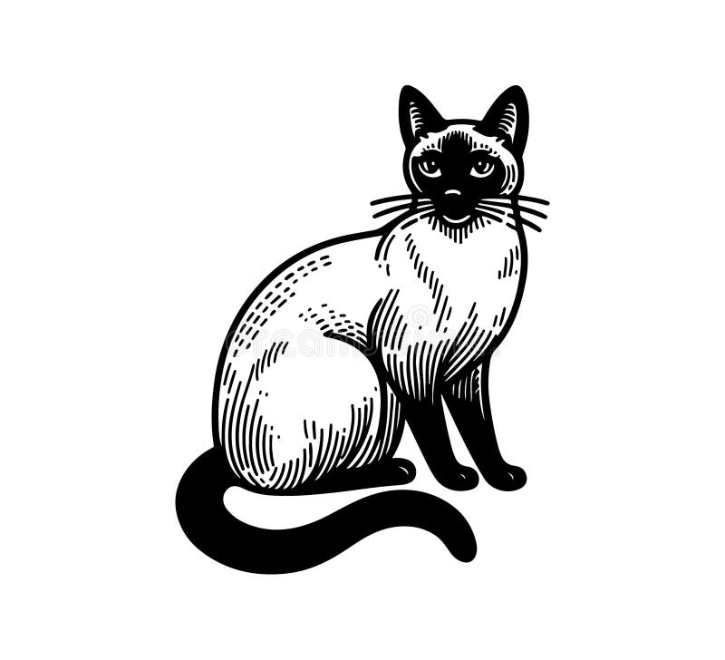 Siamese Cat Hand Drawn Vector Graphic Asset Stock Vector - Illustration ...