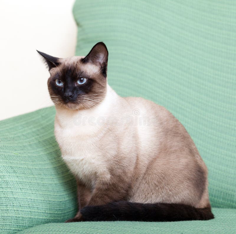 Siamese cat at home. stock image. Image of breed, home - 60419309