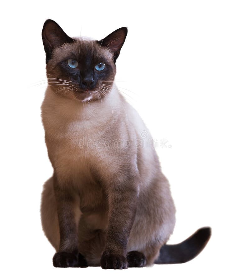 Siamese Cat, Isolated on White Stock Image - Image of breed, cutout ...