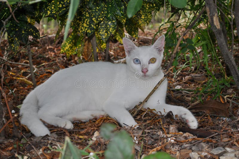 Cat Kaomanee Stock Photos - Free & Royalty-Free Stock Photos from ...