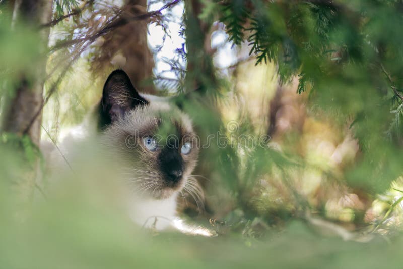 Siamese Cat Laying Down between Bushes during Summer in the Shade ...