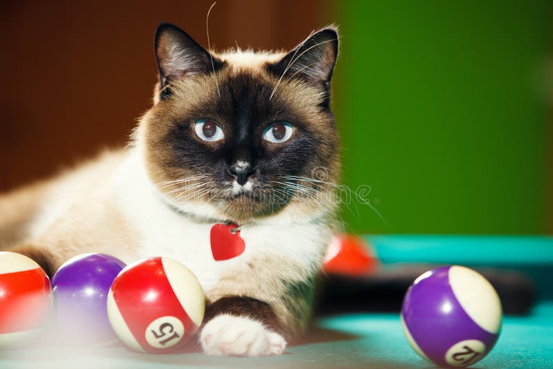 Laying Pool Table Stock Photos - Free & Royalty-Free Stock Photos from ...