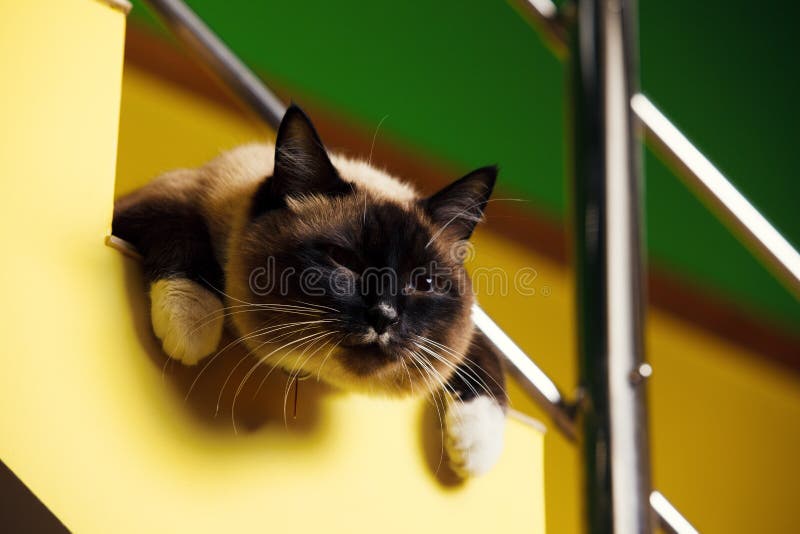 Siamese cat stock photo. Image of closeup, lazy, group - 31433508