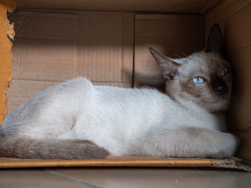 Siamese Cat Lying in Box stock image. Image of lovable - 356310713
