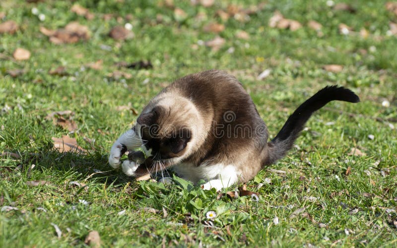 Siamese cat with mouse stock image. Image of predator - 313491419