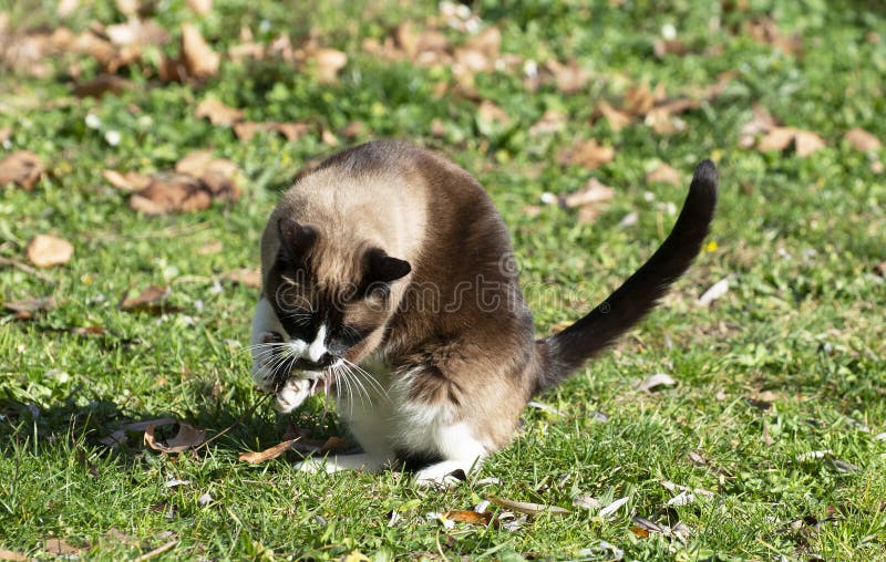Siamese cat with mouse stock photo. Image of predator - 314513024