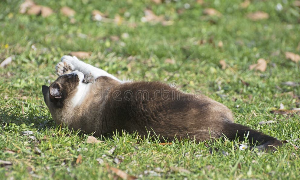 Siamese cat with mouse stock image. Image of purebred - 314551275