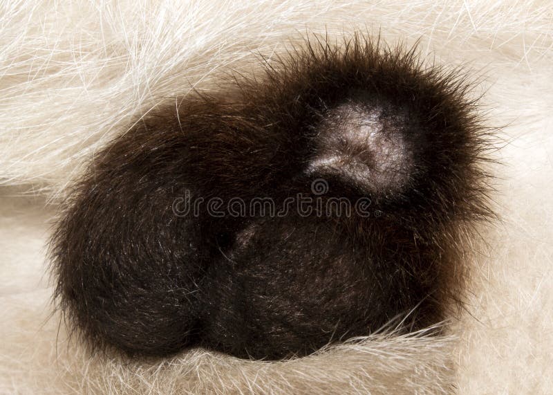Cat Testicles.Genitals of a Siamese Cat. Background of Siamese Cat Eggs ...