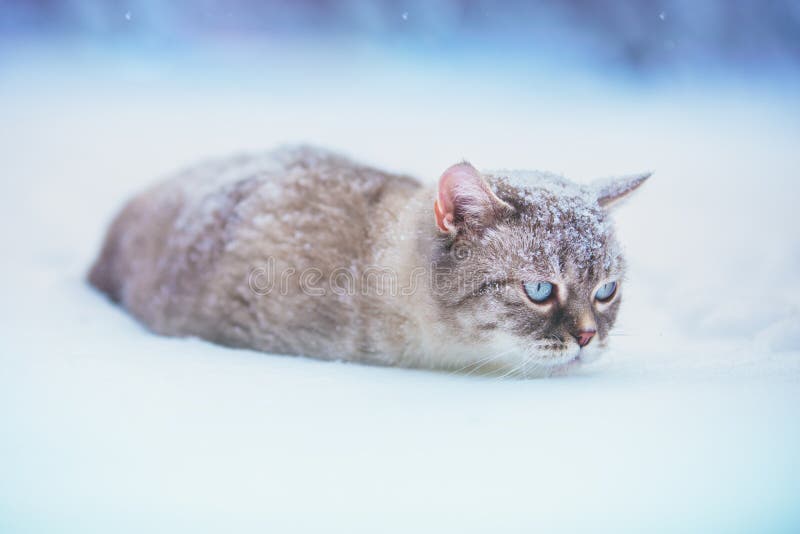 Siamese Cat Sneaking in the Deep Snow Stock Image - Image of outdoor ...