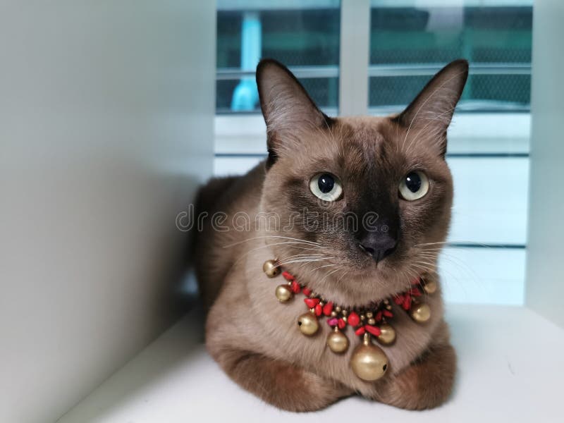 Siamese cat with paws up stock photo. Image of snout - 203377210