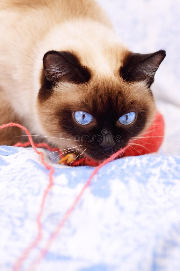 Siamese cat playing stock photo. Image of curious, patterns - 13466226