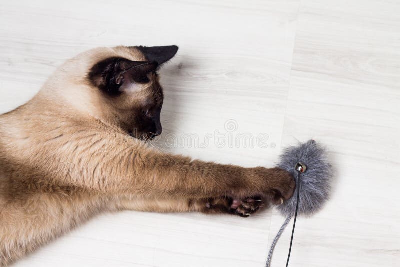 Siamese Cat Playing with a Mouse Stock Image - Image of looking, fluffy ...