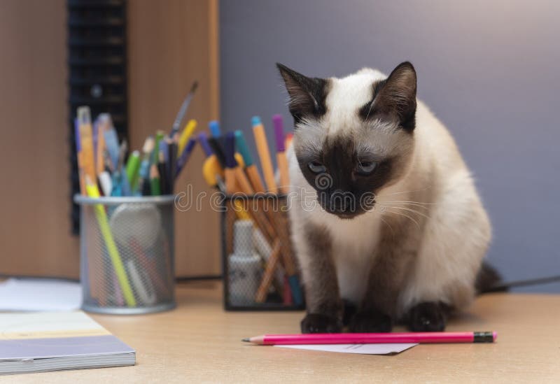 A Siamese Cat is Playing with Pens Stock Image - Image of kitten ...