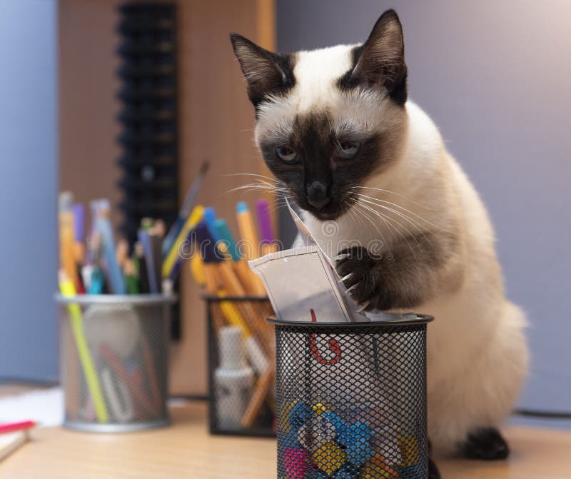 A Siamese Cat is Playing in the Room with Pencil Stock Image - Image of ...
