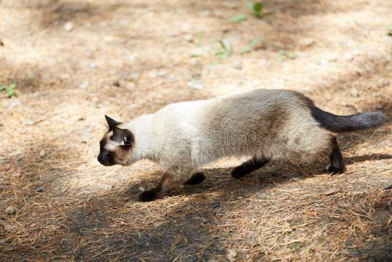 Siamese Cat Runs through the Pine Forest Stock Photo - Image of brown ...
