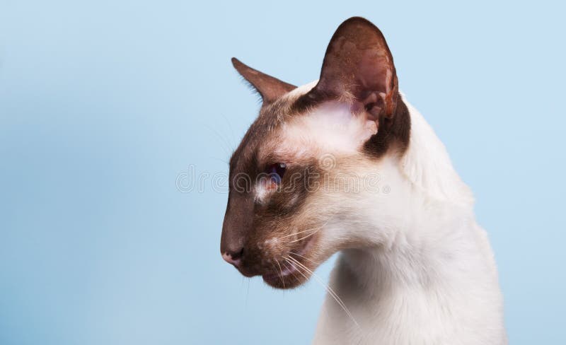 Seal point siamese cat stock image. Image of nature, pure - 14528439