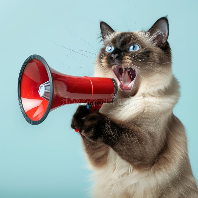 Siamese Cat Shouting through Red Megaphone: Humorous Pet Communicating ...