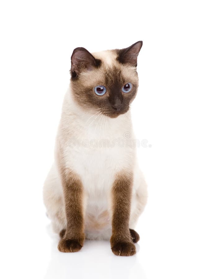Siamese Cat on a White Background Stock Image - Image of copyspace ...