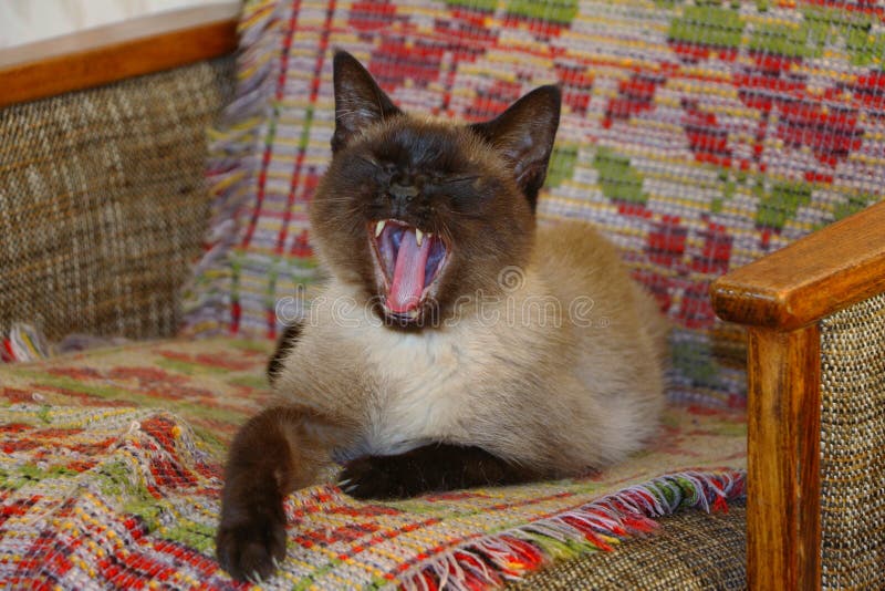 Siamese Cat Sitting on the Sofa at Home Stock Photo - Image of sitting ...