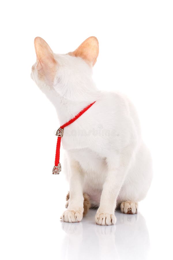 Cat Sitting White Background Head Turned Back Stock Photos - Free ...