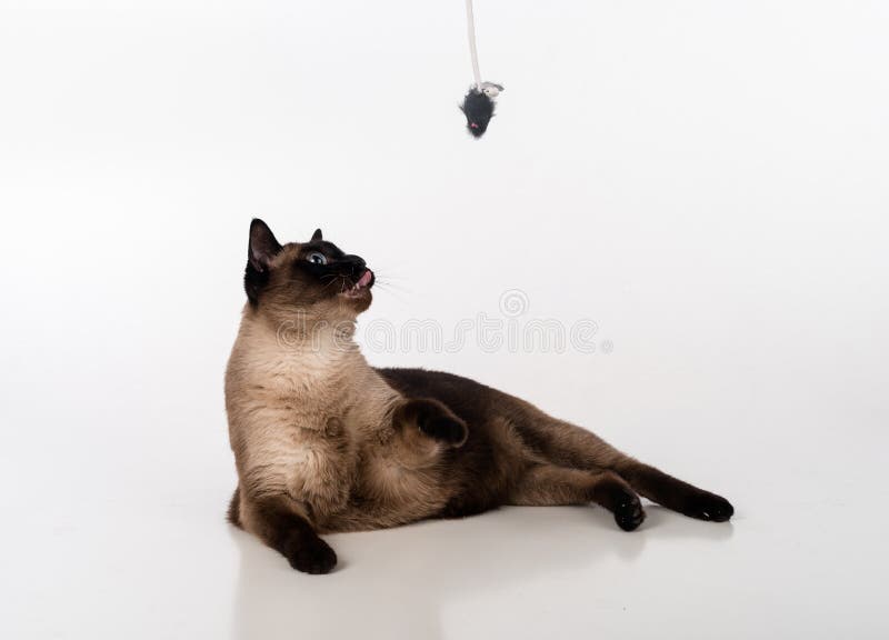 Siamese Cat Sitting on the White Desk and Looking Up. Mouse As a Toy ...