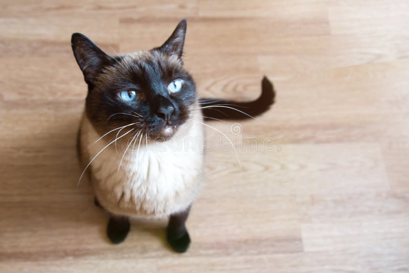 Siamese cat top view stock photo. Image of hair, pedigree - 138455216