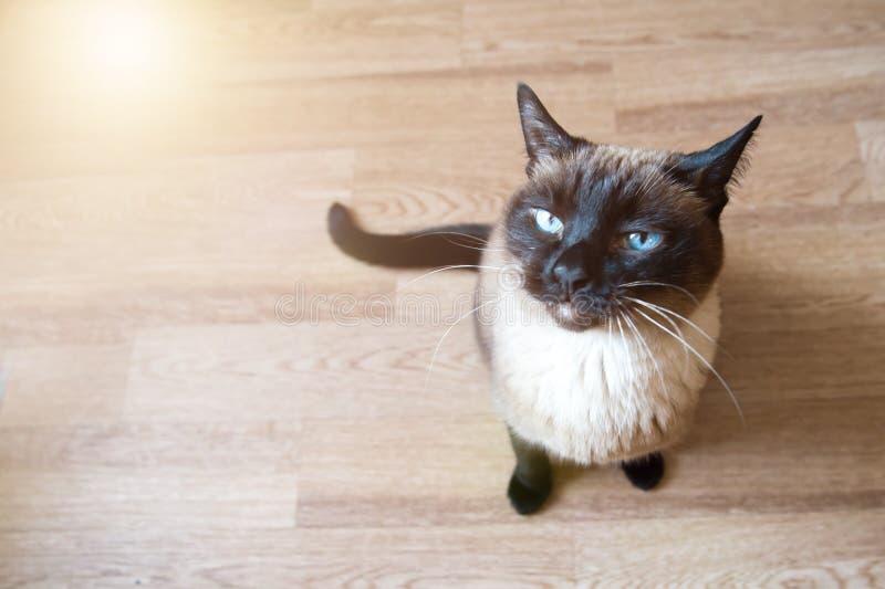 Siamese cat top view stock photo. Image of portrait - 138455304