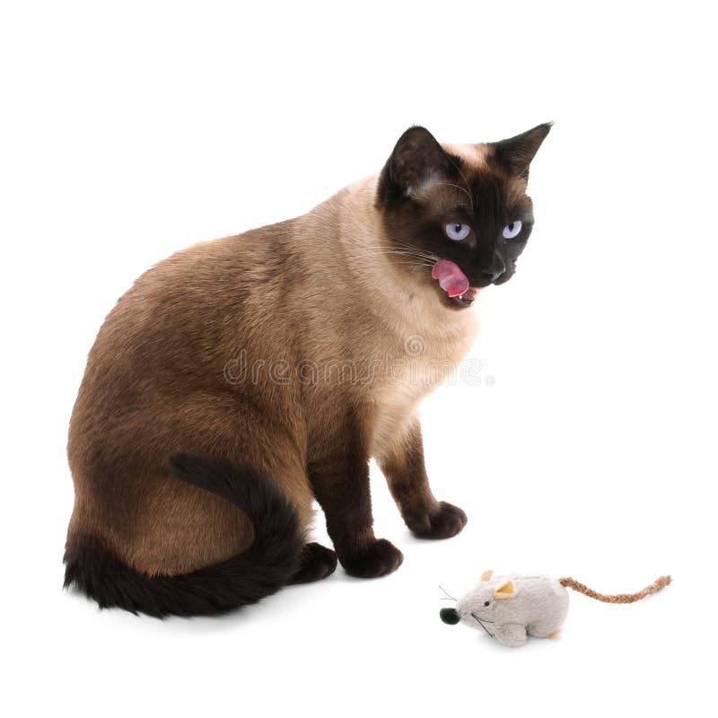 305 Siamese Mouse Stock Photos - Free & Royalty-Free Stock Photos from ...