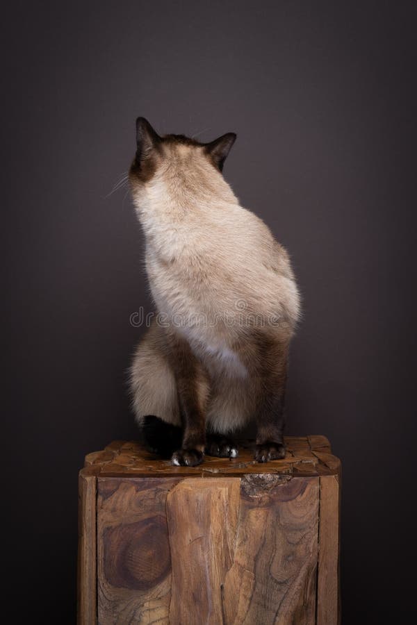 178 Cat's Away Stock Photos - Free & Royalty-Free Stock Photos from ...