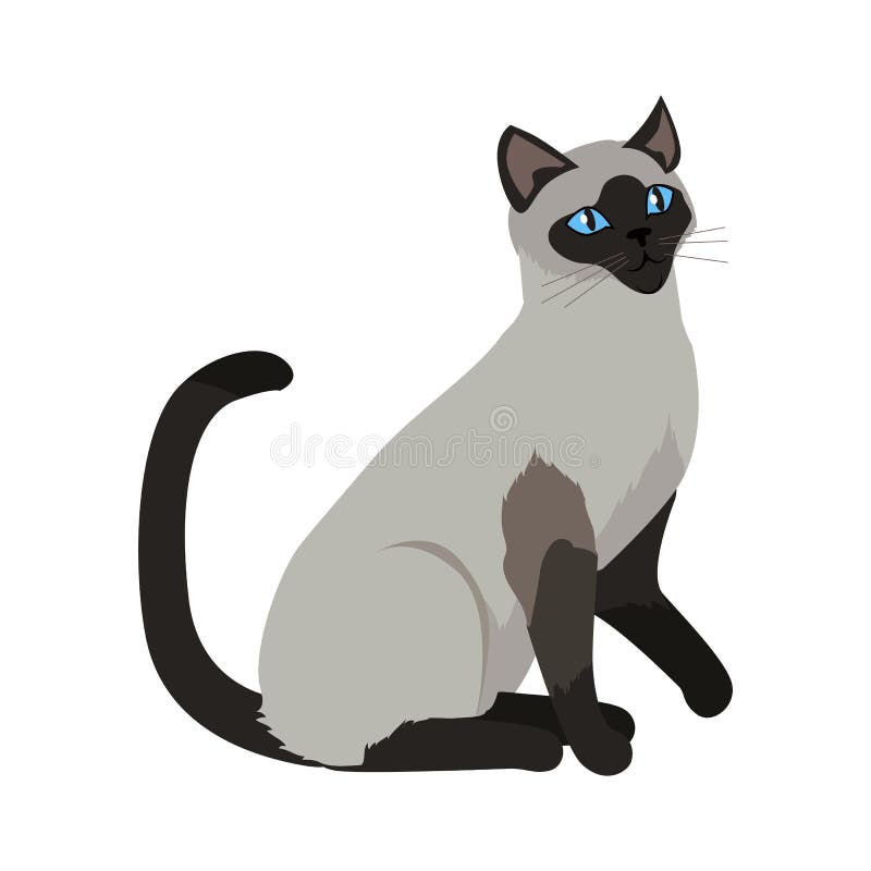 Siamese Cat Set. Face and Body. Vector on a White Background. Siamese ... Siamese Cat Set. Face and Body. Vector on a White Background. Siamese ...