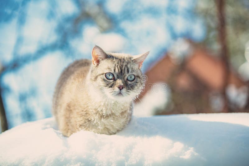Siamese Cat Walks in Deep Snow Stock Photo - Image of breed, garden ...