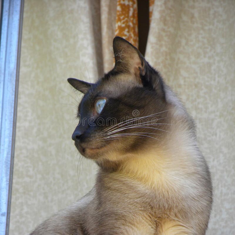 A Siamese Cat Watching from a Window Stock Photo - Image of right, blue ...
