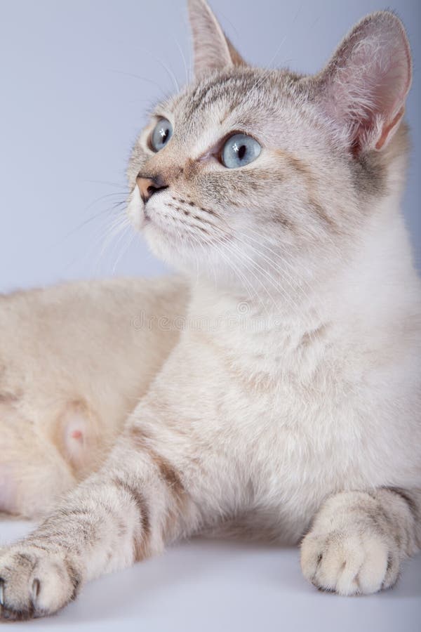 An Siamese Cat on a White Background Stock Photo - Image of animal ...