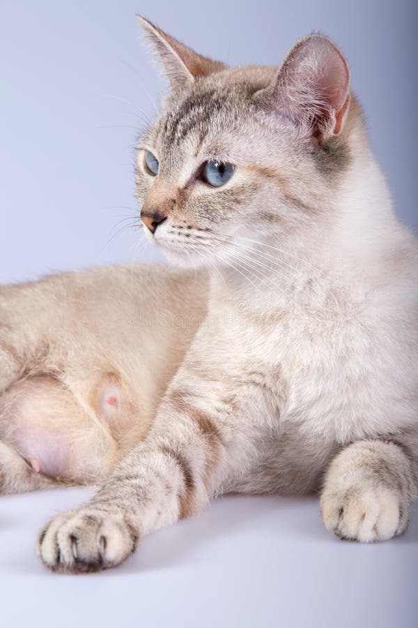 Tabby Point Siamese